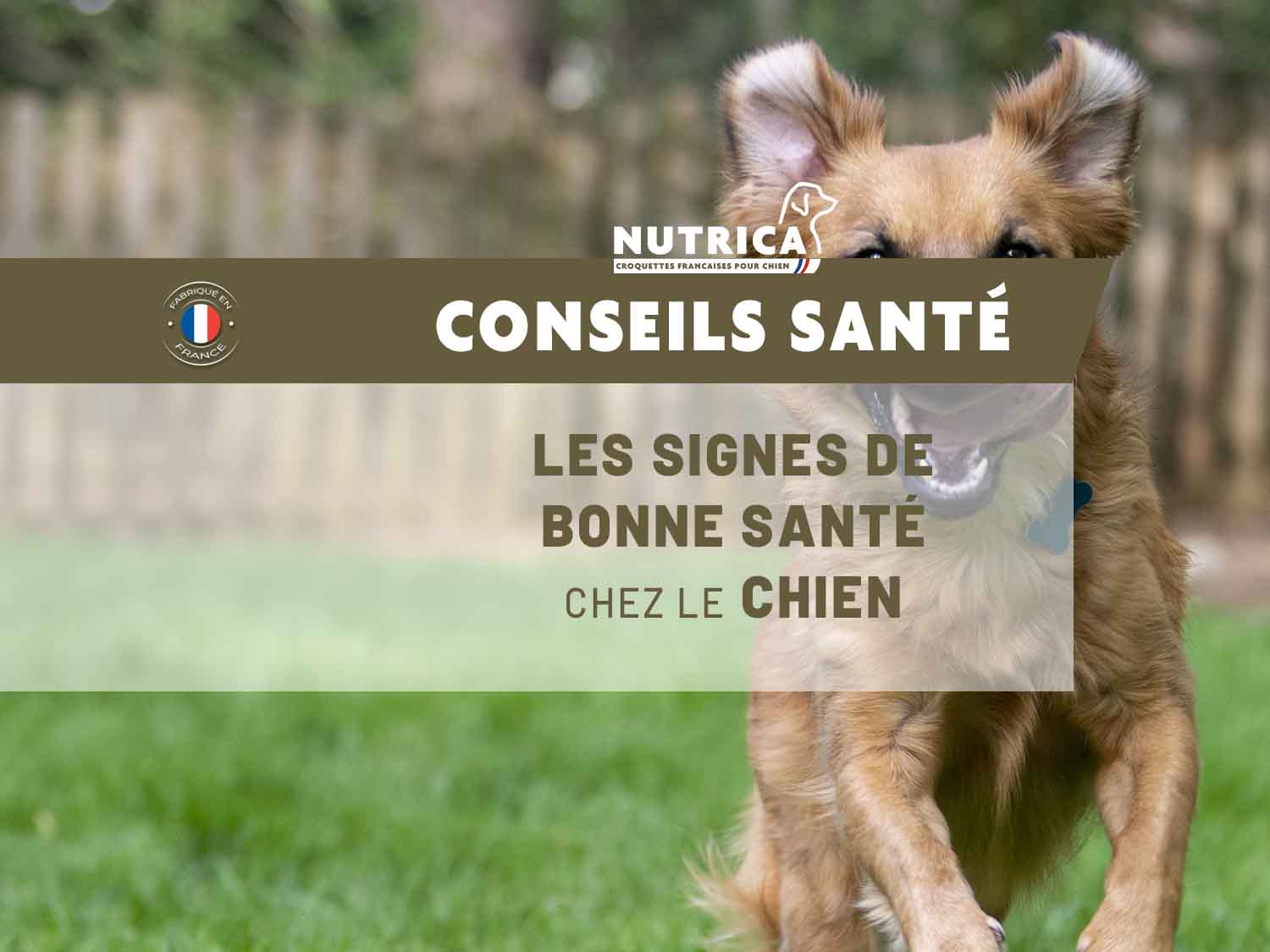 Signes De Bonne Et Moins Bonne Santé Chez Le Chien - Croquettes Nutrica